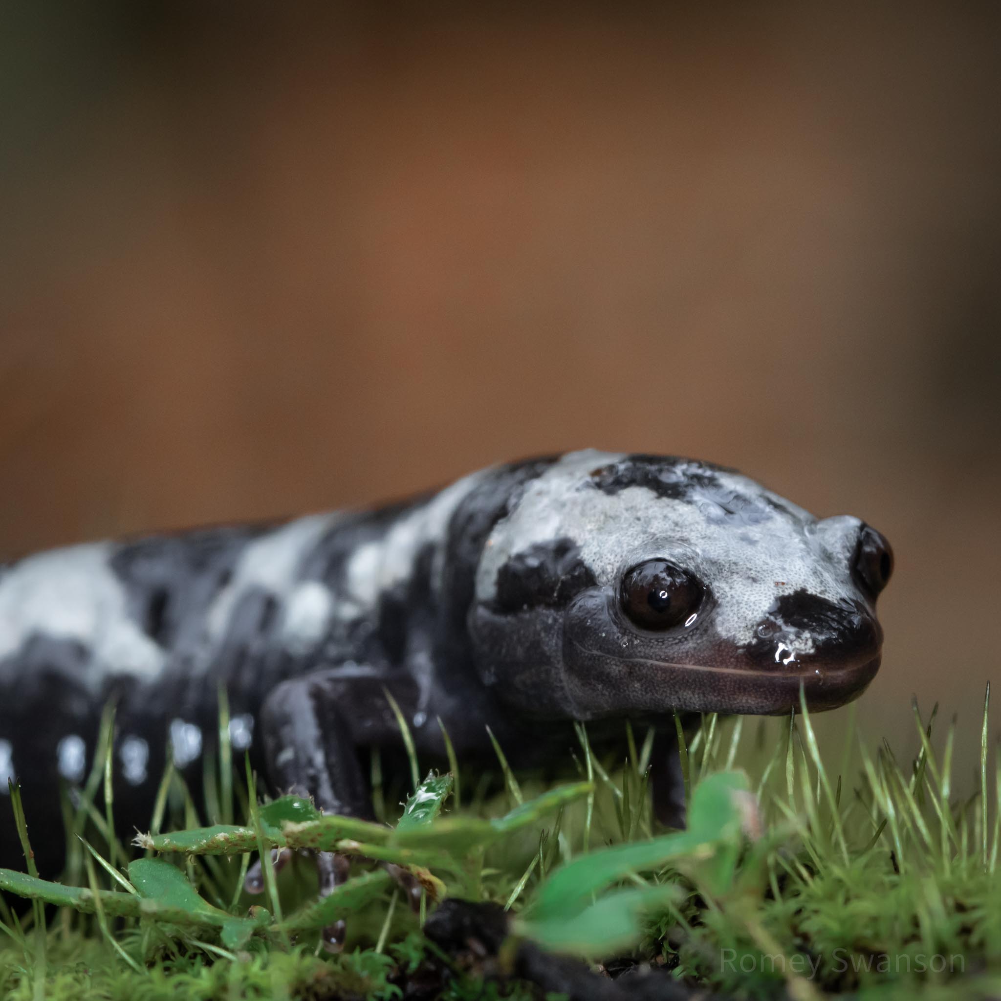 Secretive Salamanders of East Texas (Part 1) - Modern Texas Naturalist
